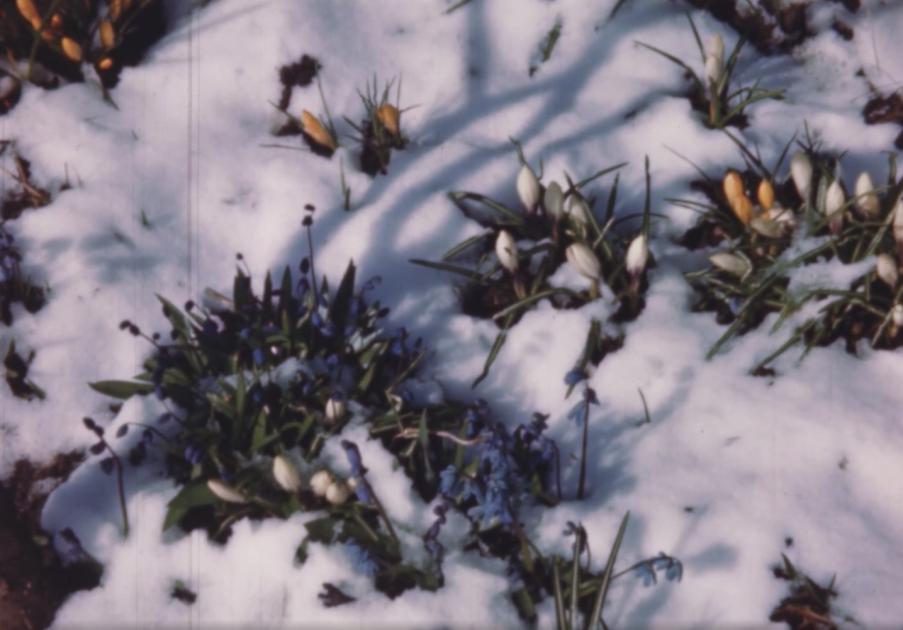 Blómmóðir besta | Island på Film